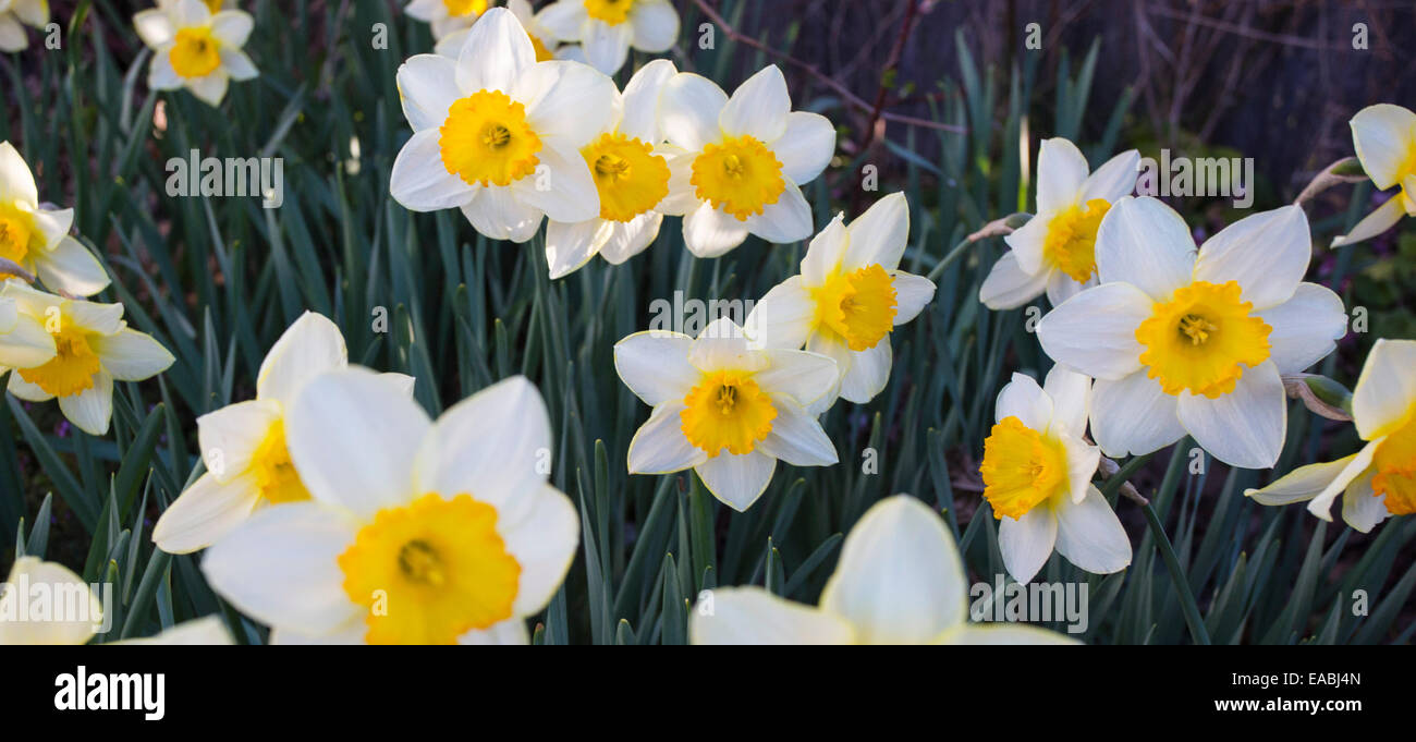 Australian spring flowers new hi-res stock photography and images - Alamy