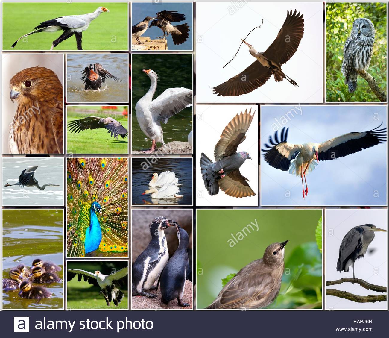 Collage Birds Stock Photos & Collage Birds Stock Images - Alamy