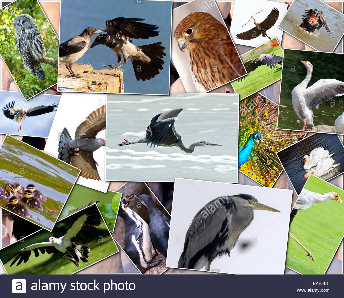 Collage Birds Stock Photos & Collage Birds Stock Images - Alamy