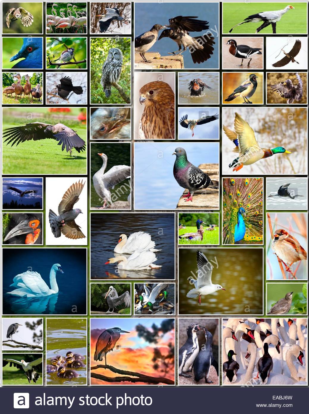 Collage Birds Stock Photos & Collage Birds Stock Images - Alamy