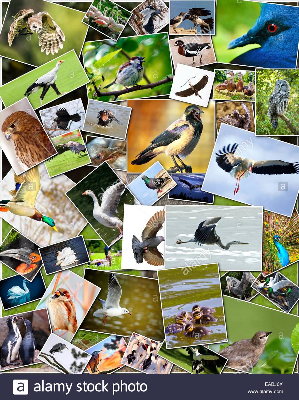 Collage Birds Stock Photos & Collage Birds Stock Images - Alamy
