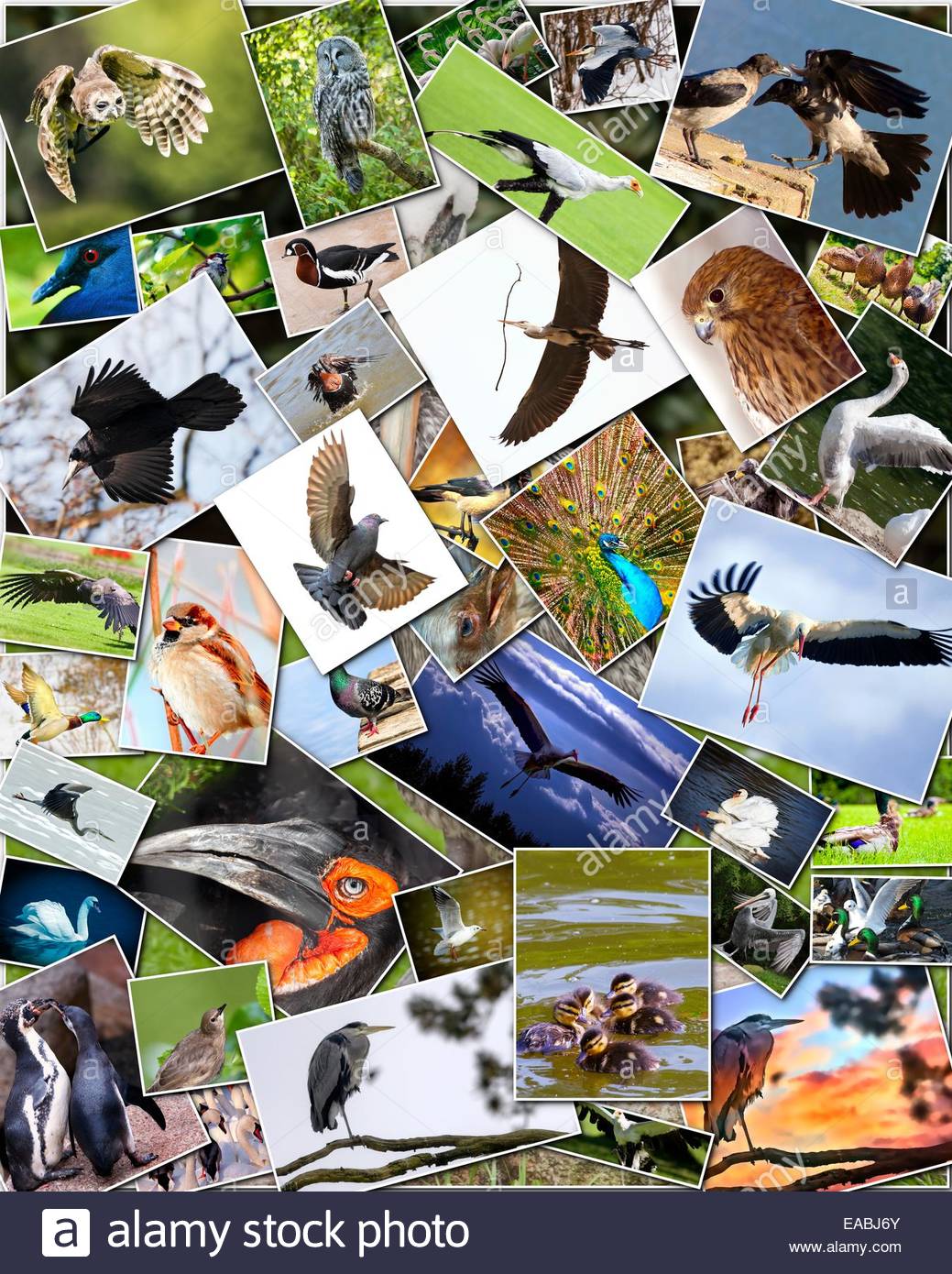 Collage Birds Stock Photos & Collage Birds Stock Images - Alamy