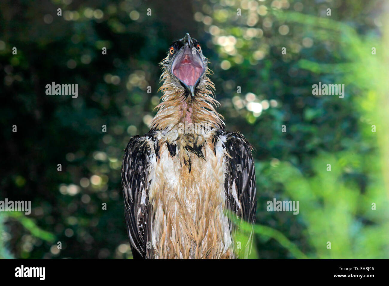 Vanishing specie hi-res stock photography and images - Alamy