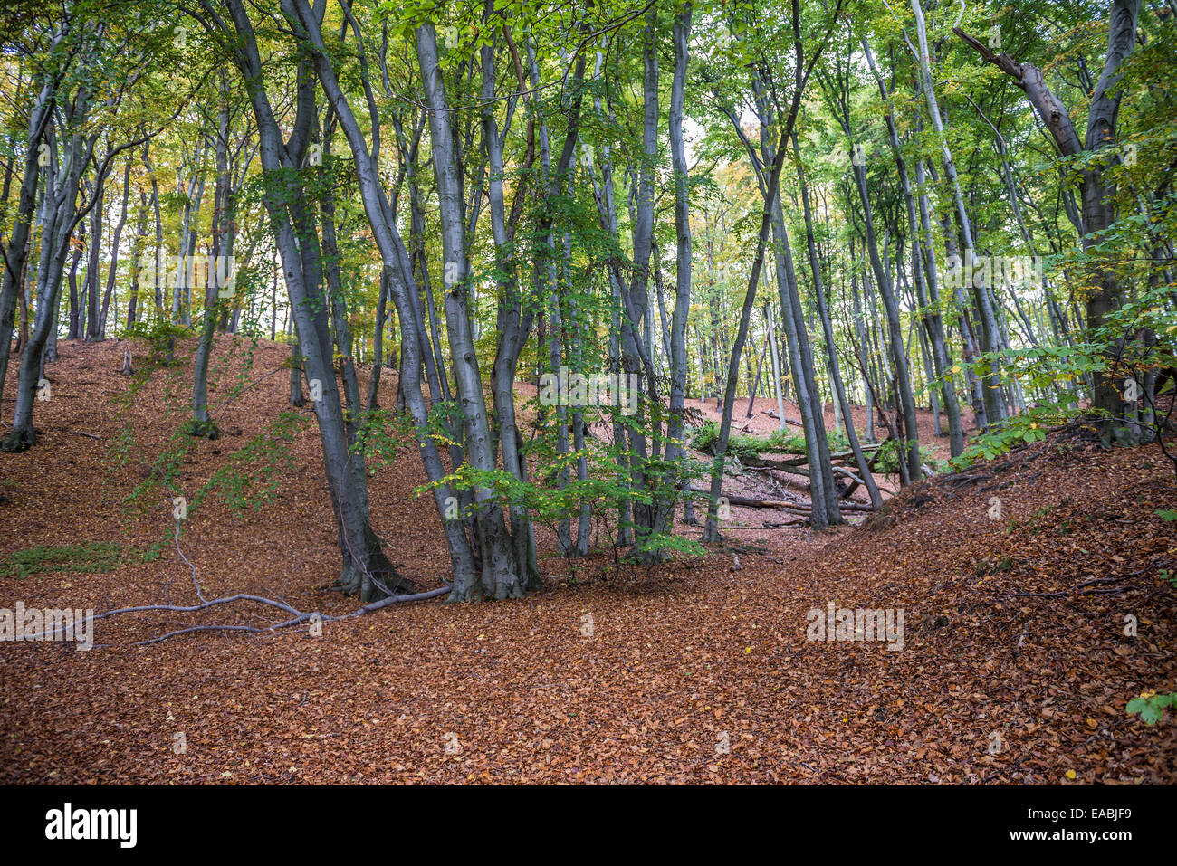 Redlowo hi-res stock photography and images - Alamy