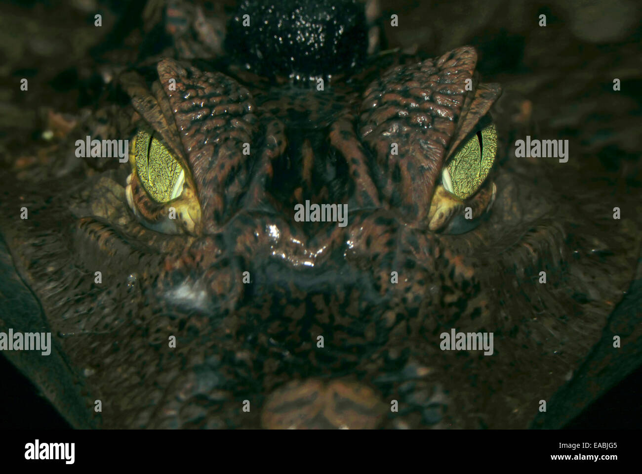 Caiman crocodilus fuscus hi-res stock photography and images - Alamy