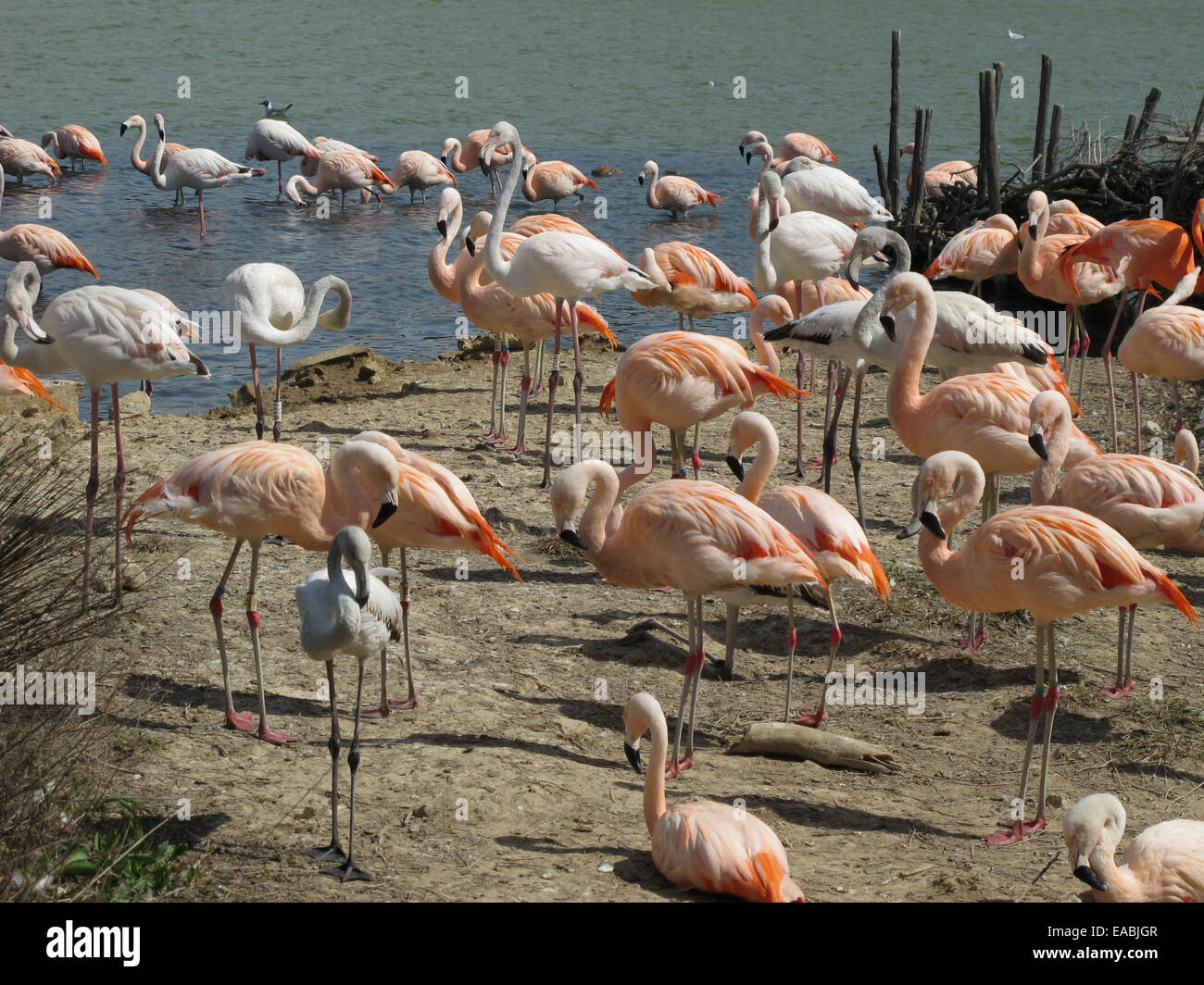 Fake flamingo hi-res stock photography and images - Alamy