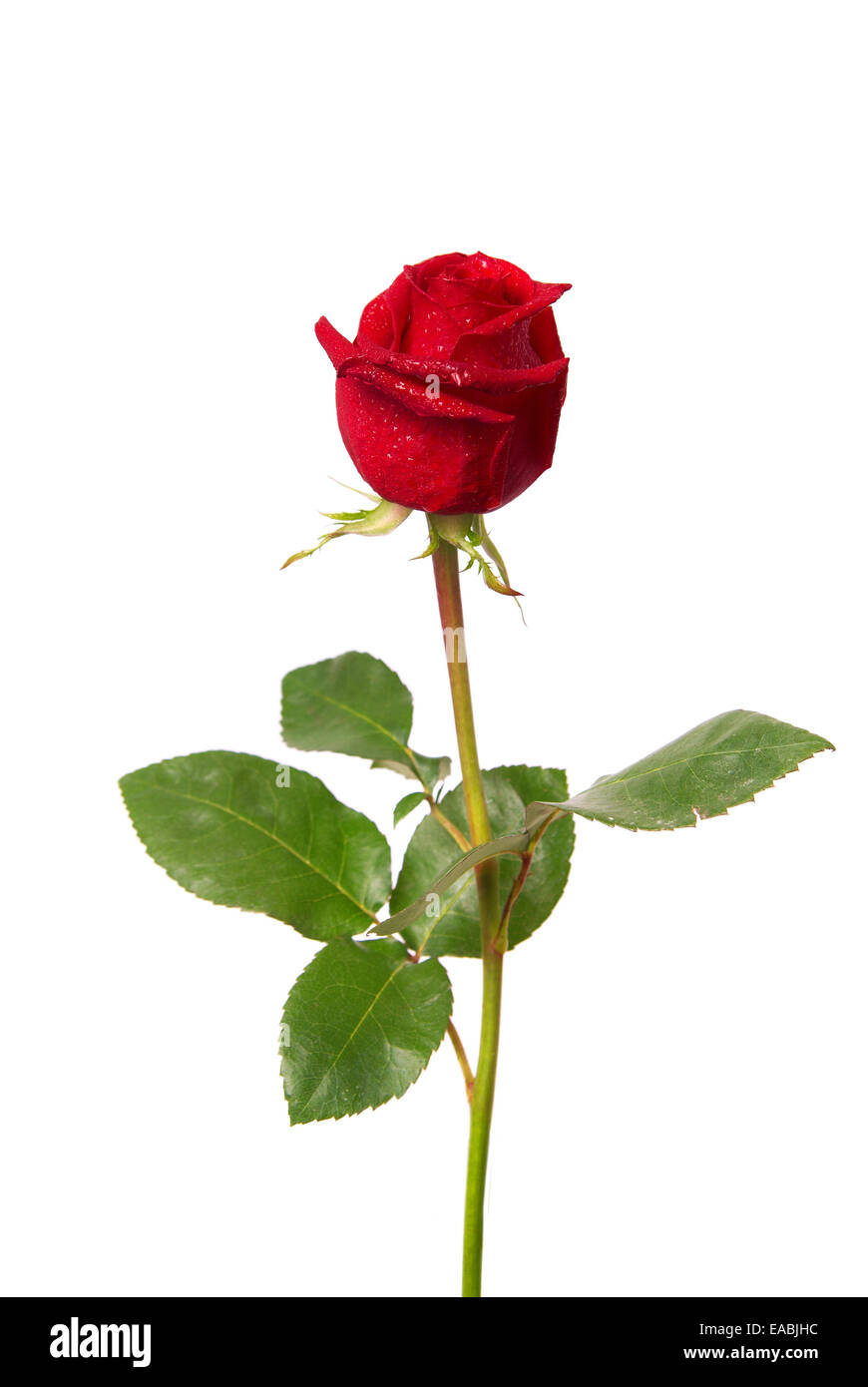Beautiful red rose isolated on white background Stock Photo - Alamy