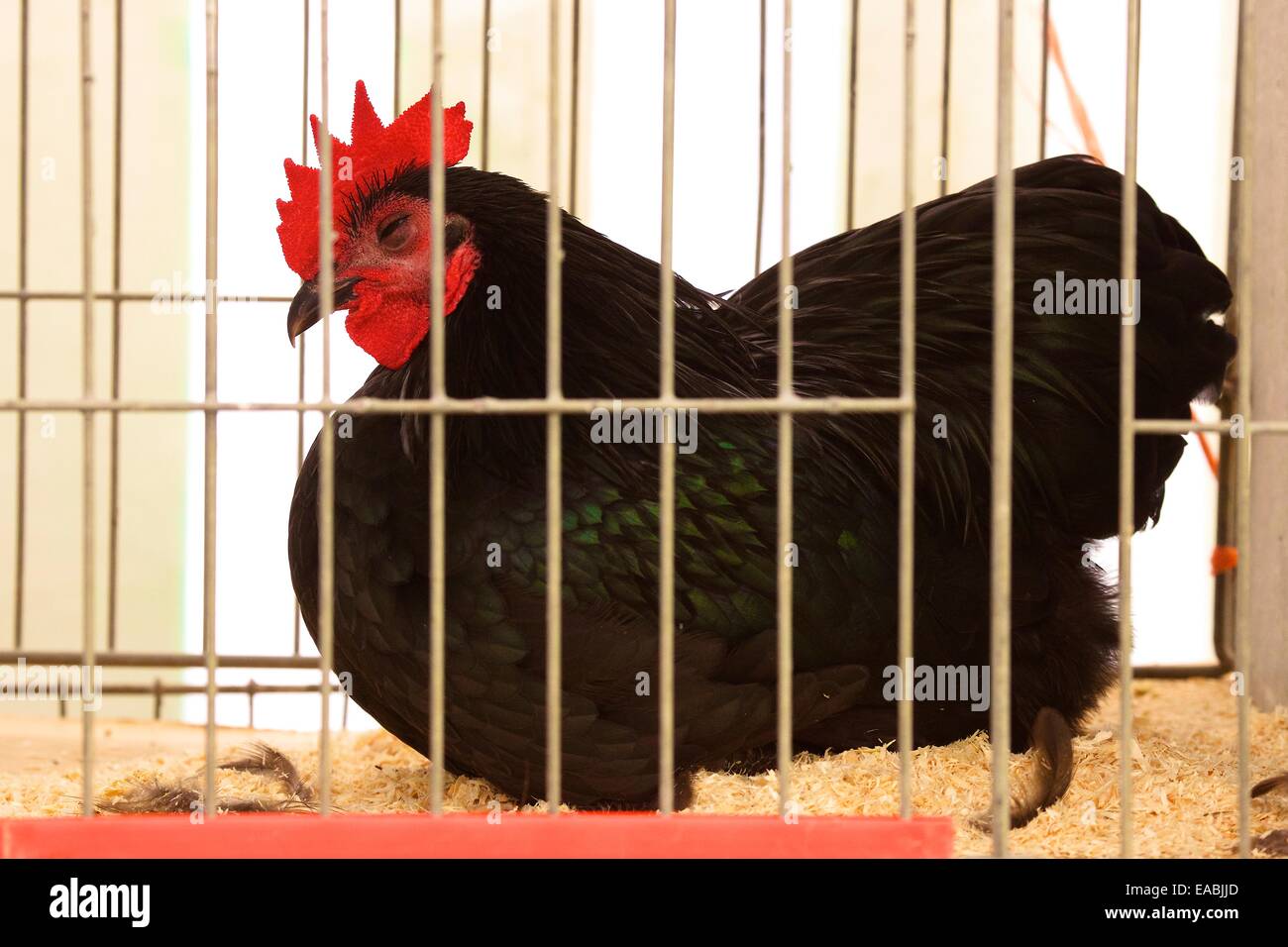English cage hi-res stock photography and images - Alamy