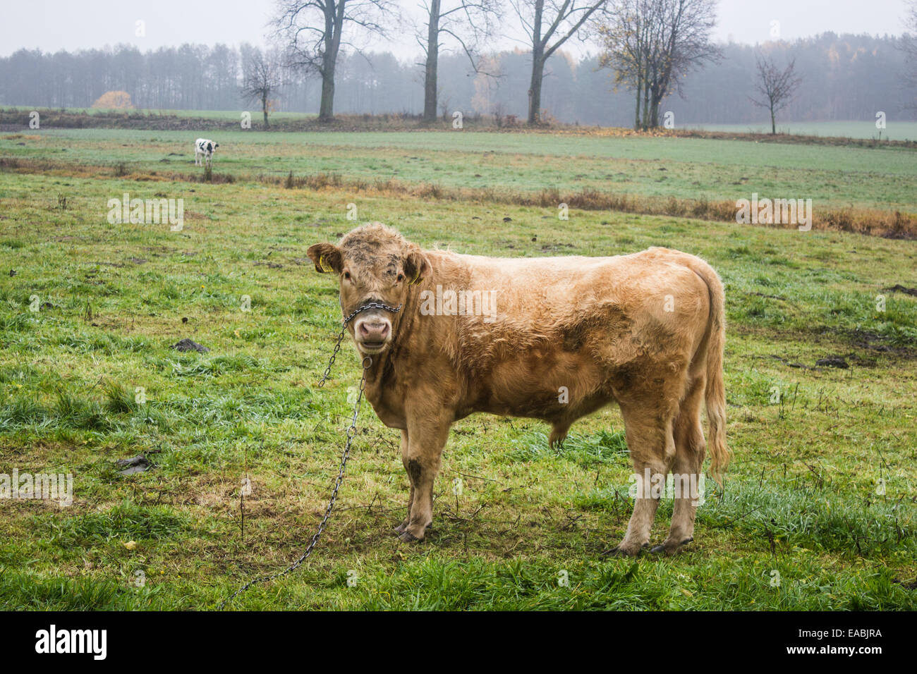 Bull charging field hi-res stock photography and images - Alamy