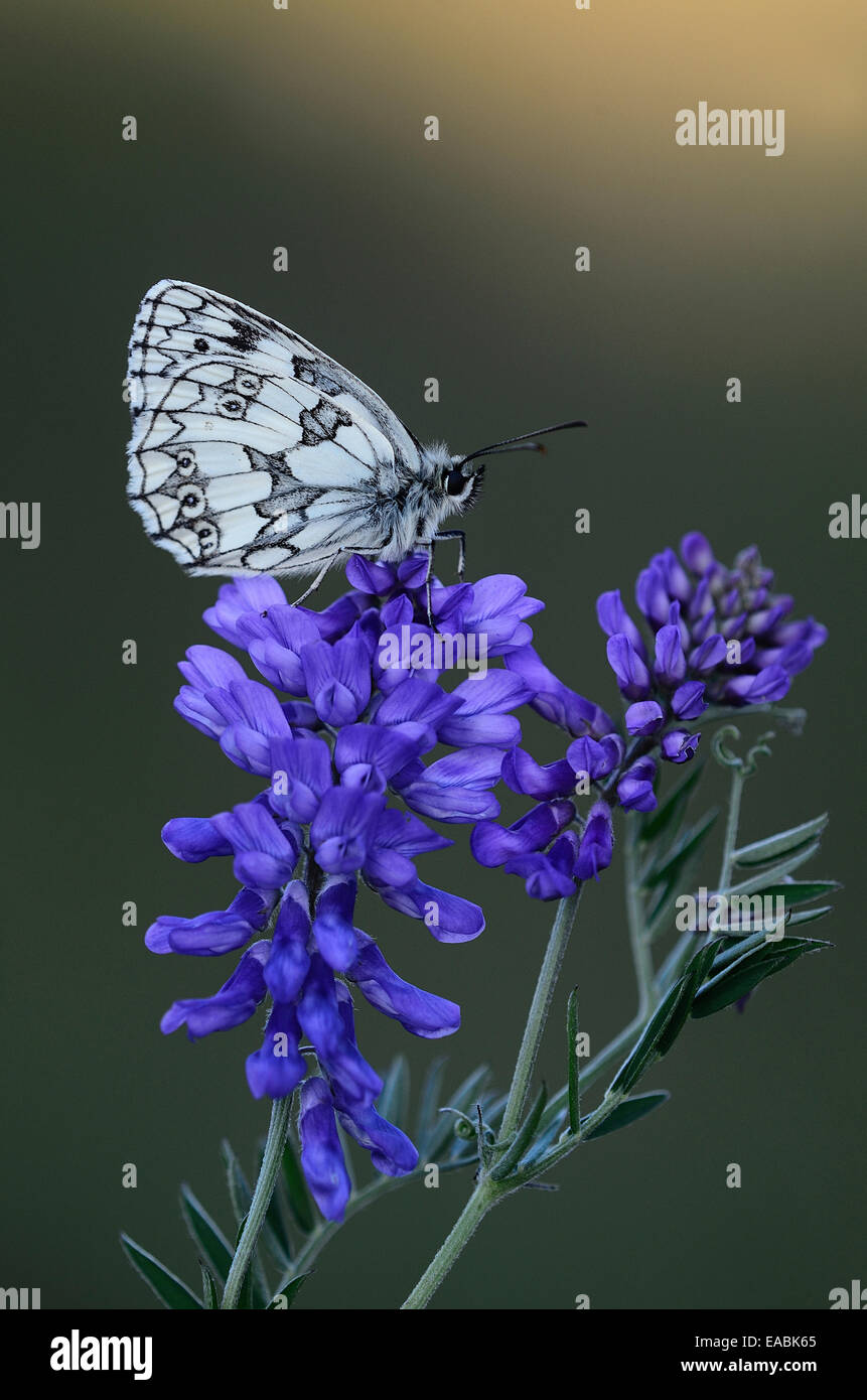 Melagaria hi-res stock photography and images - Alamy