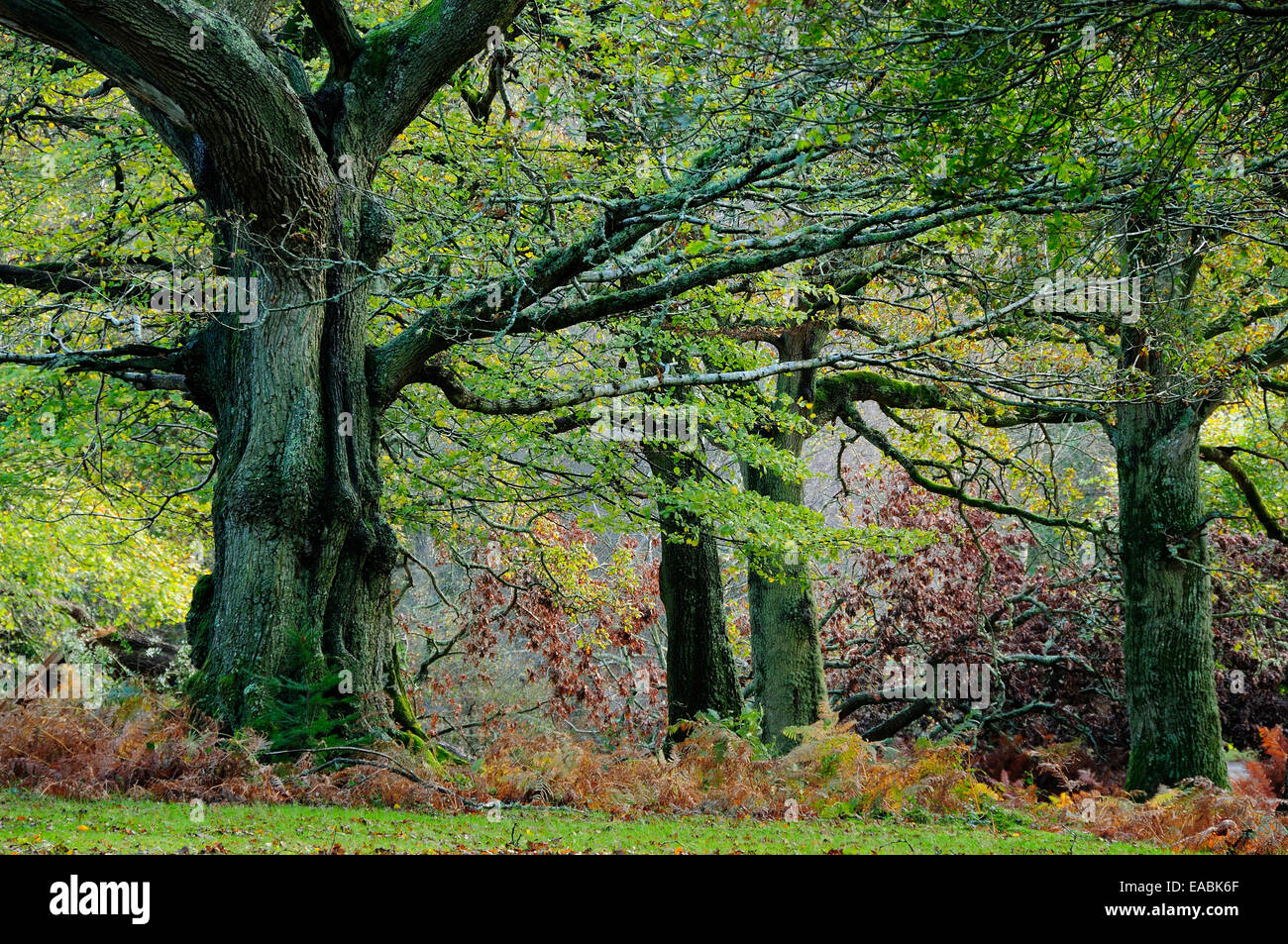 New forest woodland hi-res stock photography and images - Alamy