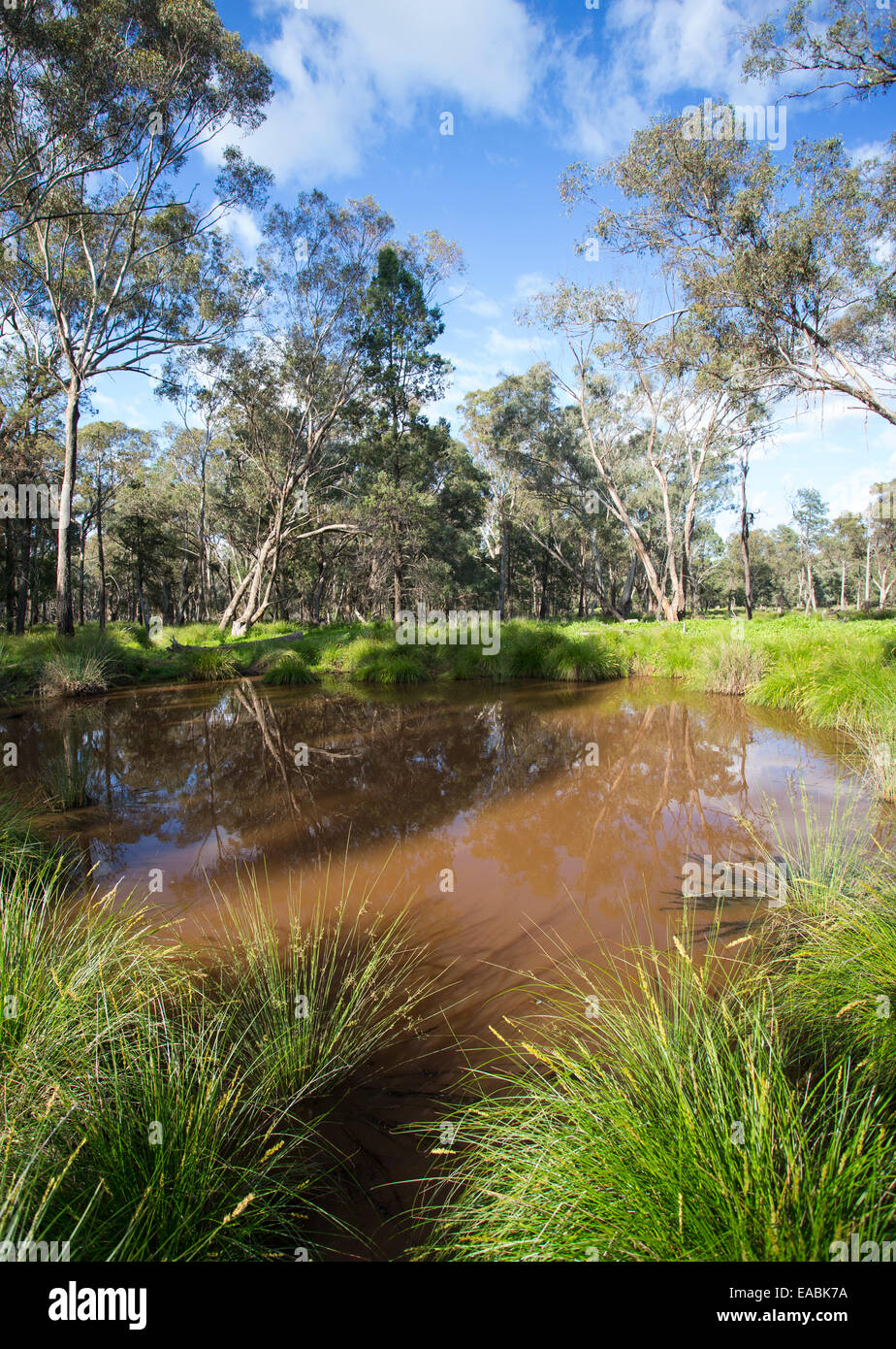 State forest new south wales hi-res stock photography and images - Alamy
