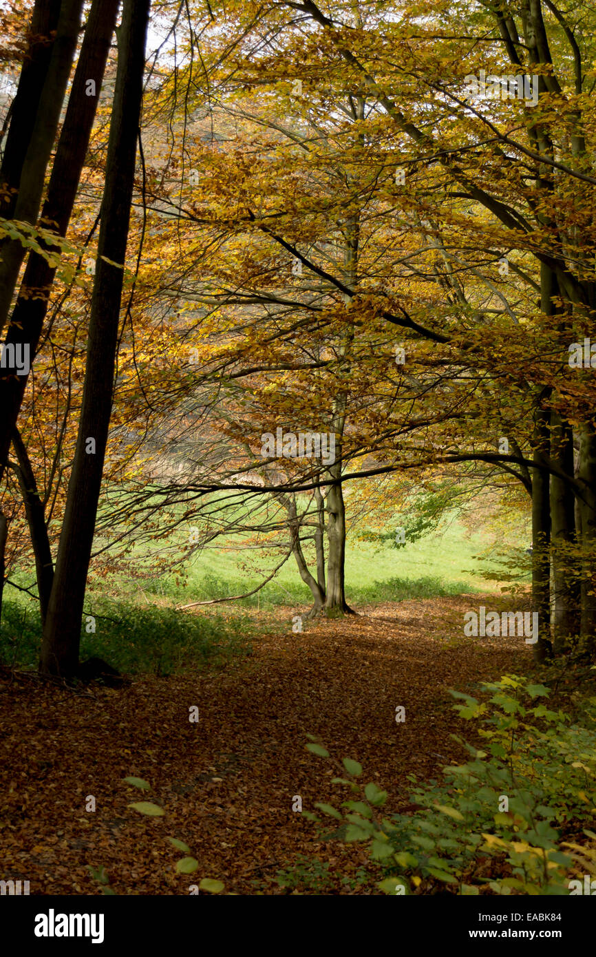 pathway in the forest, trees in autumnal colors, peaceful scene Stock ...