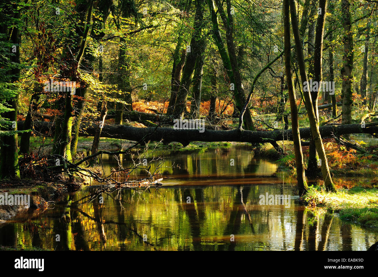 Brook New Forest High Resolution Stock Photography and Images - Alamy