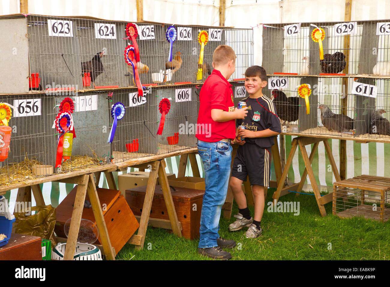 Poultry chickens hi-res stock photography and images - Alamy