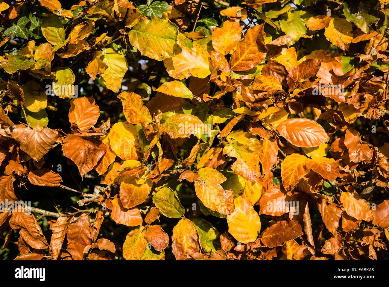 Beech leaves on a beech garden hedge Stock Photo - Alamy