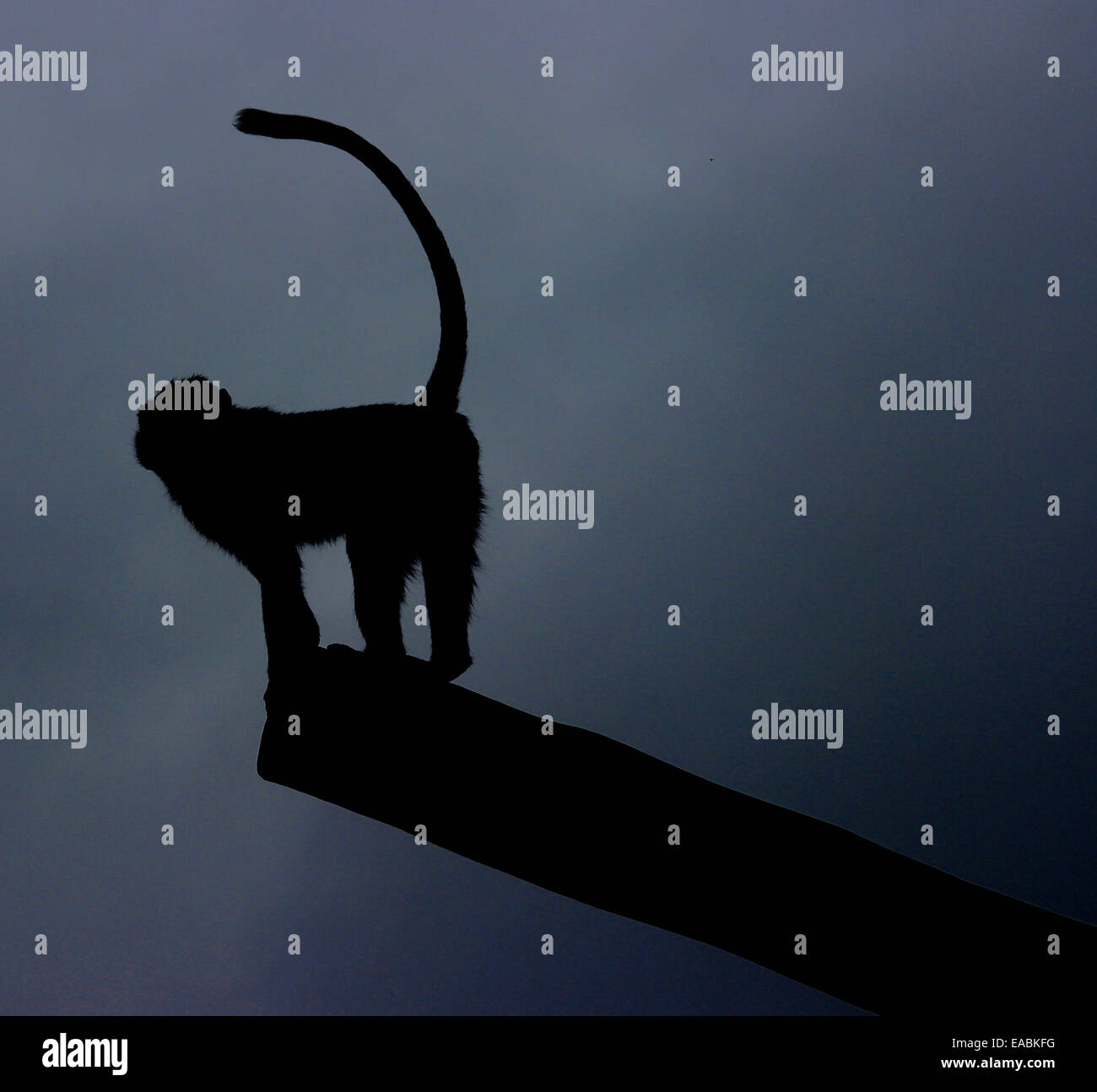 Wild monkey wildlife card hi-res stock photography and images - Alamy