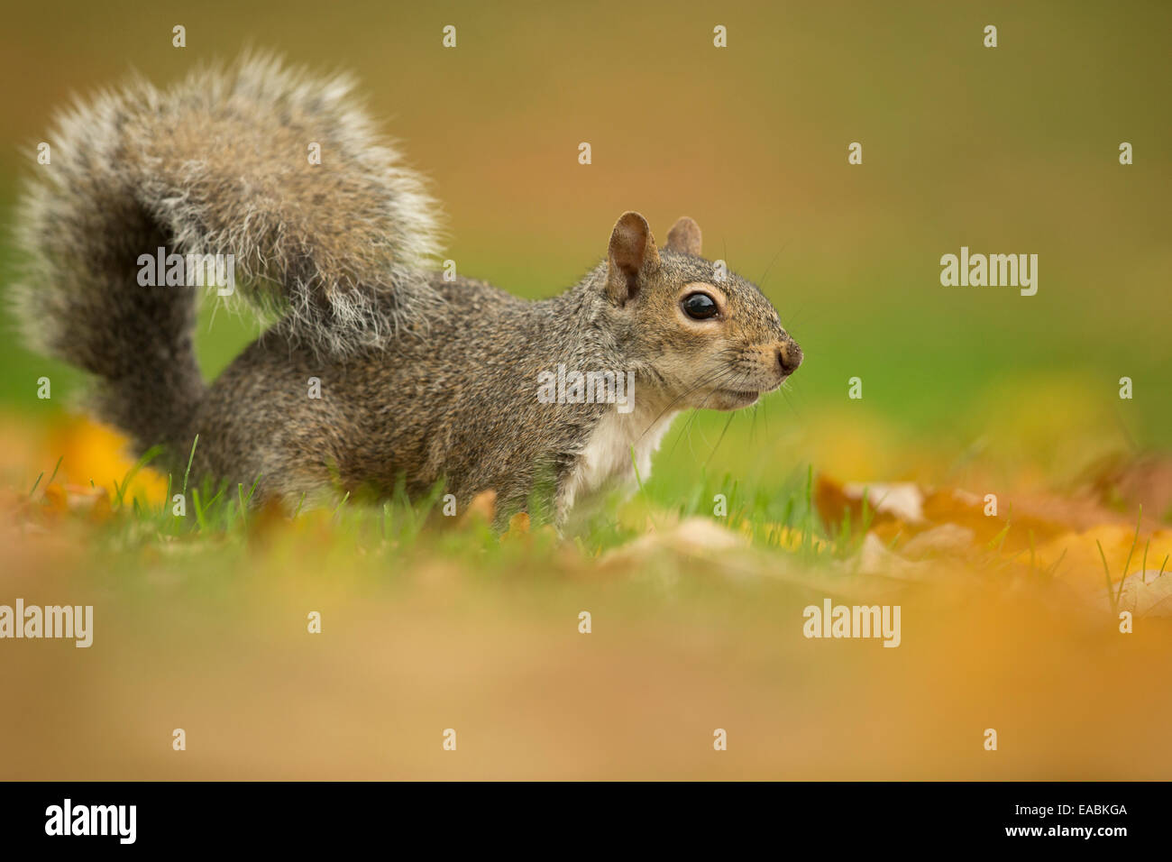 American Eastern Grey Squirrel High Resolution Stock Photography and ...