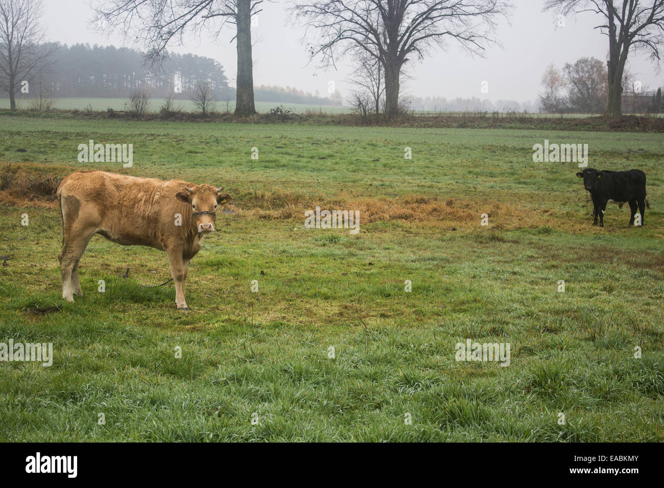 Bull charging field hi-res stock photography and images - Alamy