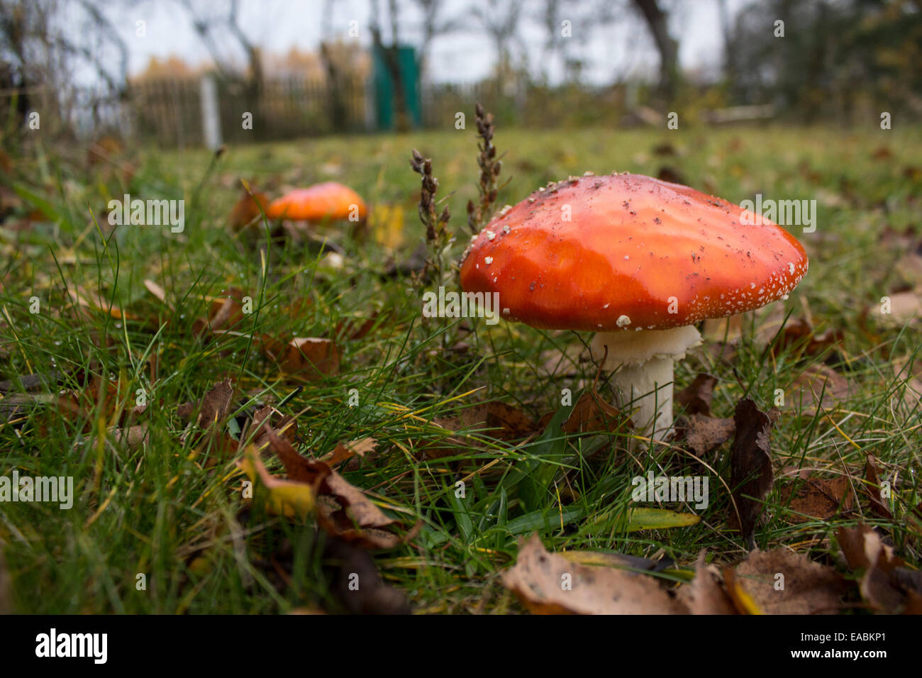 Group of red toadstools in grass Stock Photo - Alamy