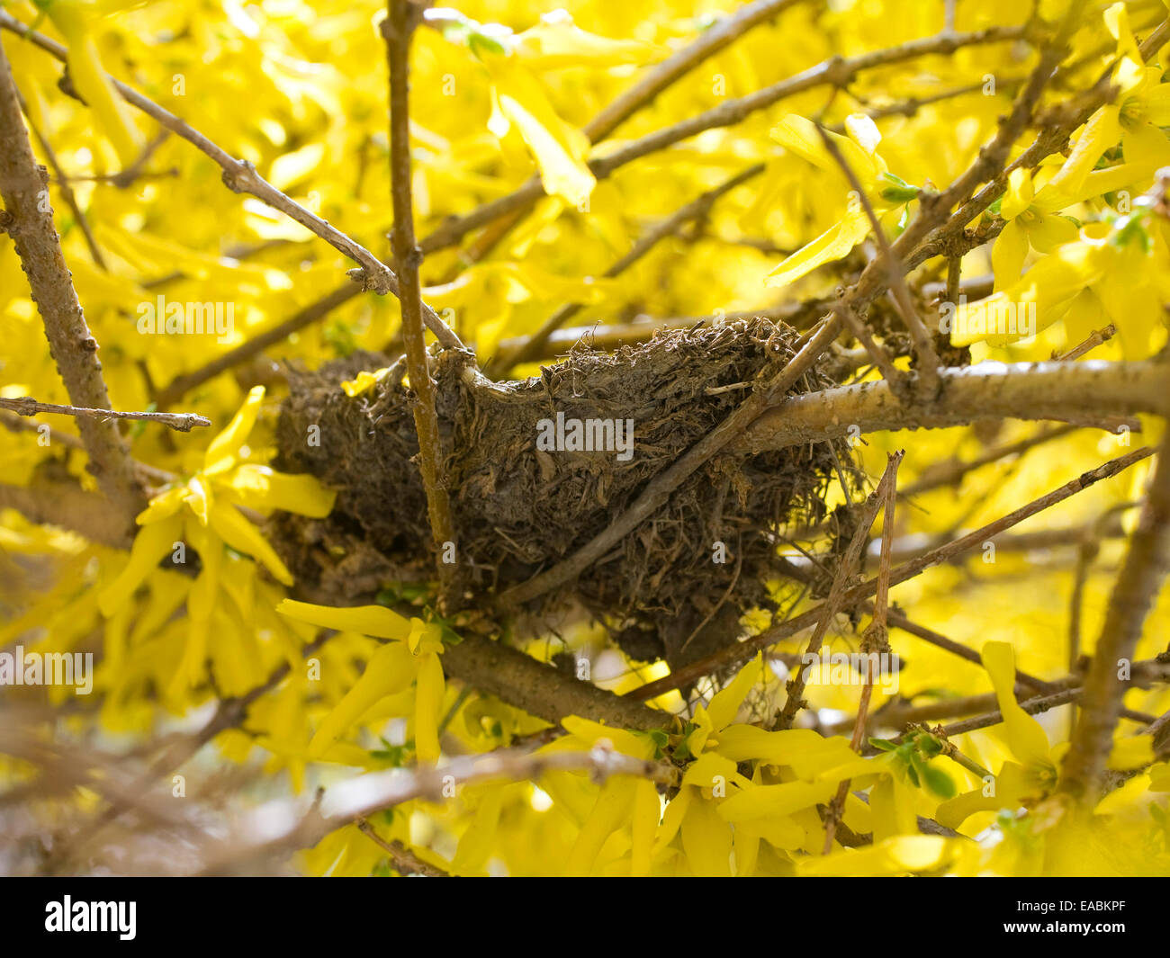 Birds Nest In Forsythia, Spring Stock Photo - Alamy