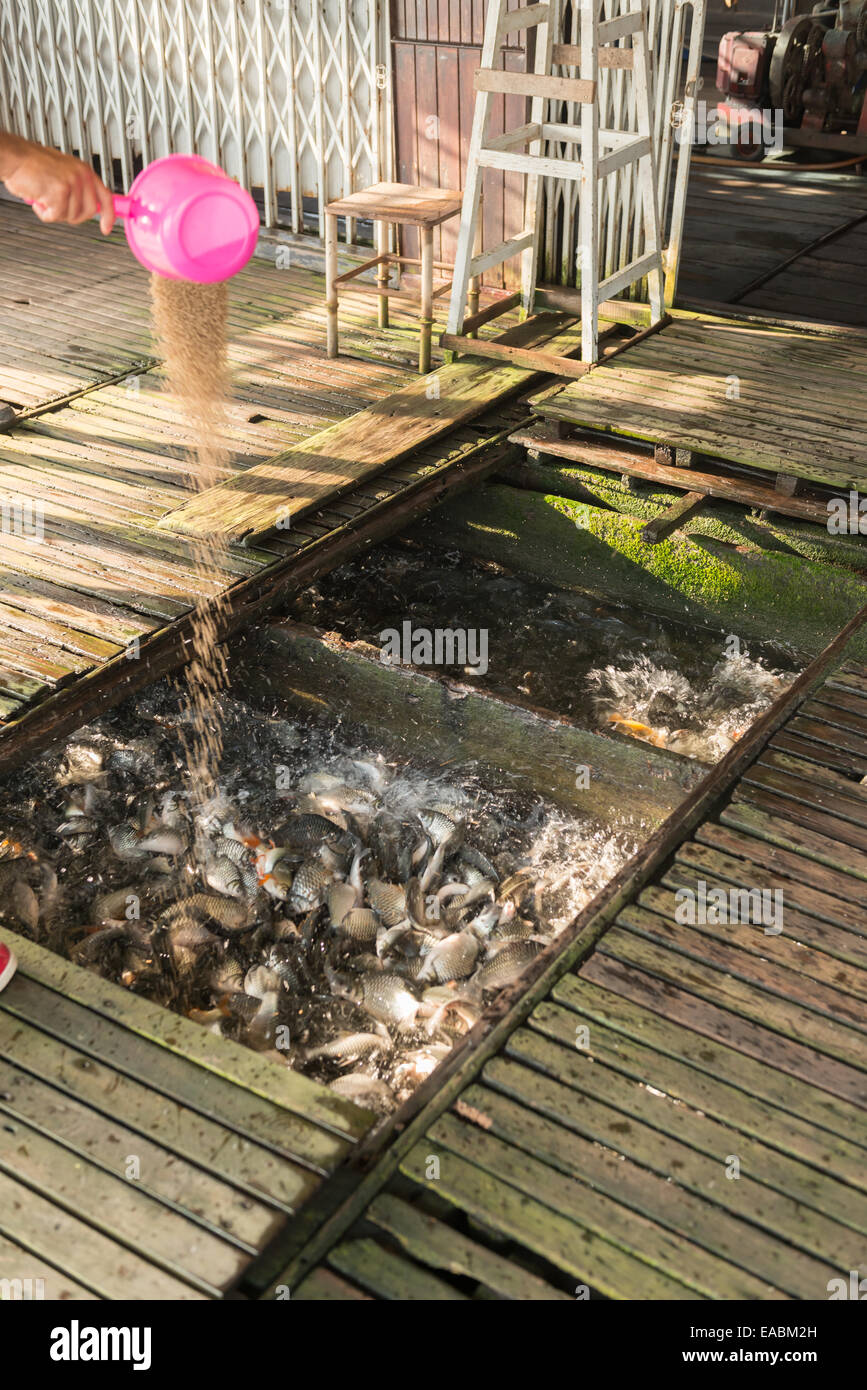 Fish farm feeding hi-res stock photography and images - Alamy