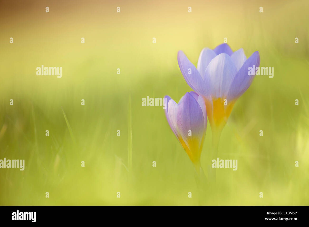 Snow crocus, Crocus chrysanthus 'Blue Pearl', Purple subject, Green ...