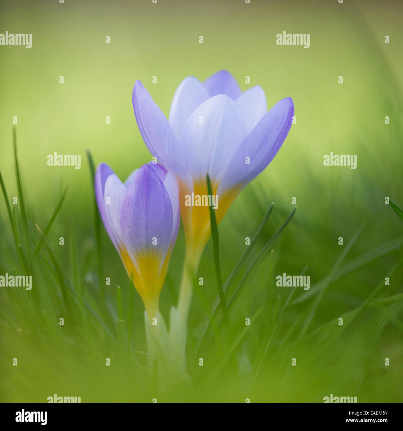 The blue pearl hi-res stock photography and images - Alamy
