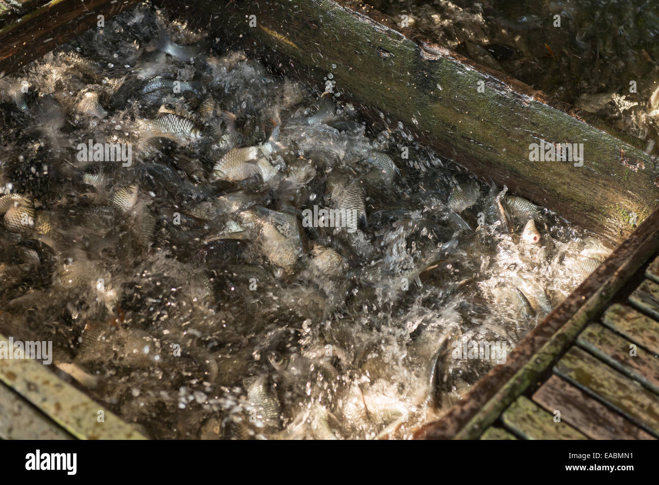 Fish farm feeding hi-res stock photography and images - Alamy