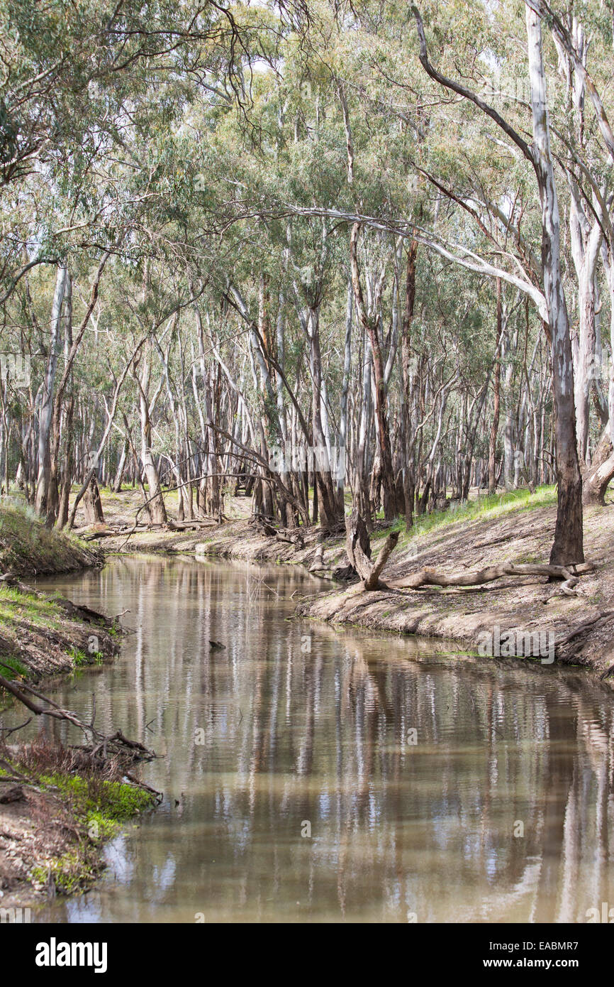 River Red Gums (Eucalyptus camaldulensis) and creek in the Murrumbidgee ...