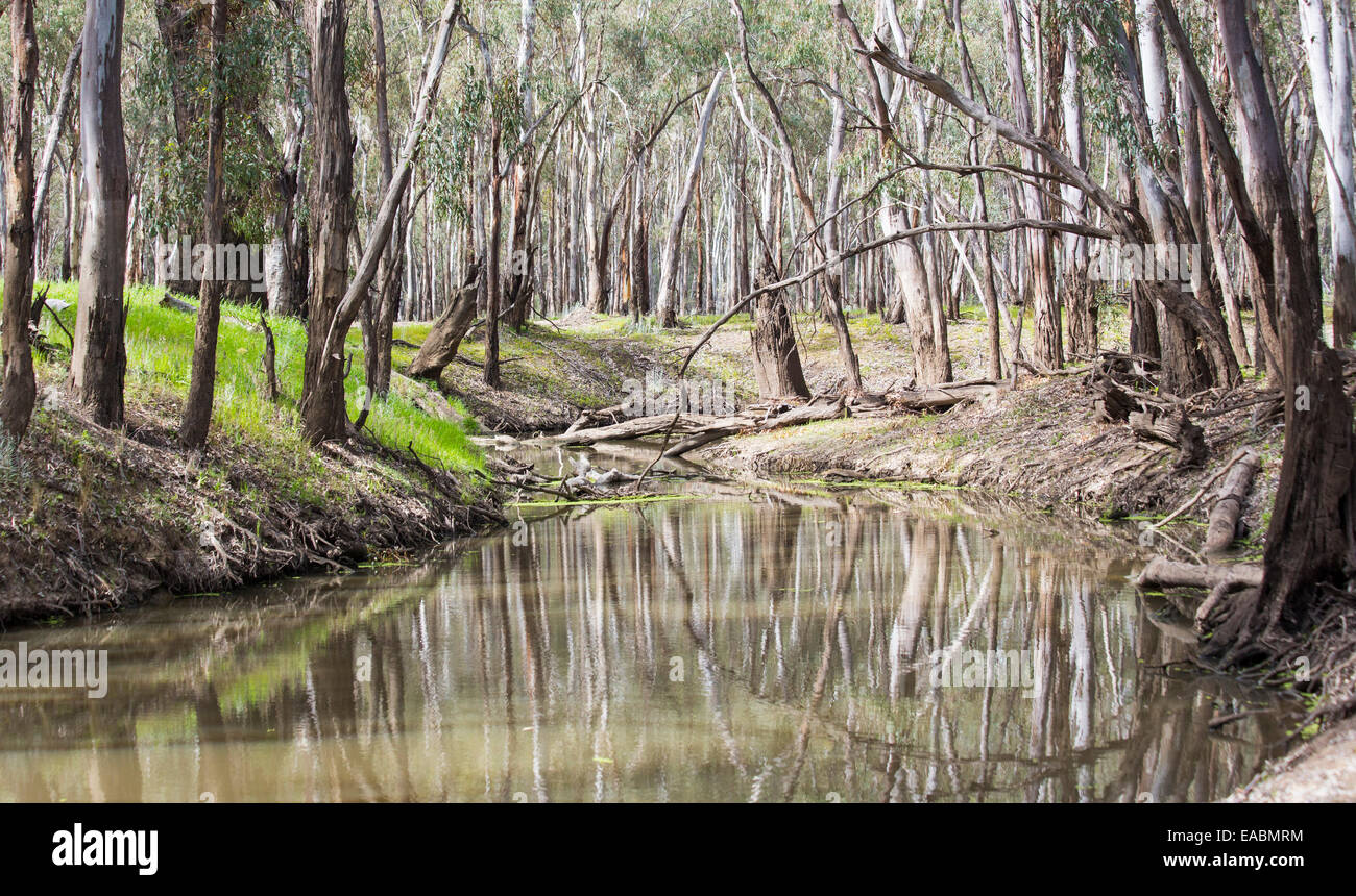 Eucalyptus camaldulensis hi-res stock photography and images - Alamy