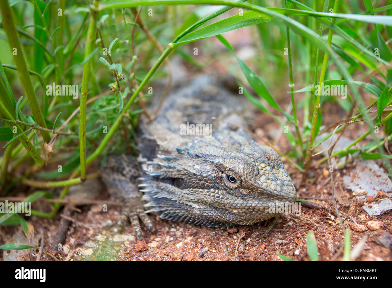 Eastern Bearded Dragon (Pogona barbata) lying low in grass, NSW ...