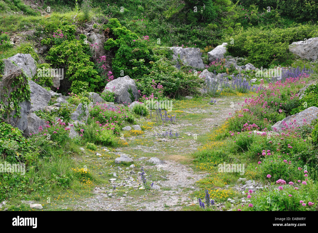 Tout Quarry Portland Dorset nature reserve Stock Photo - Alamy