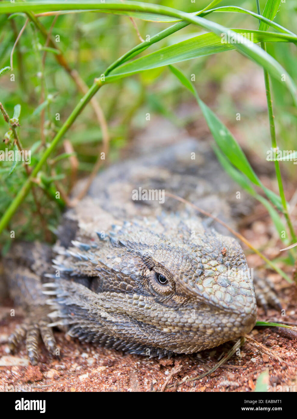 Eastern bearded dragon hi-res stock photography and images - Alamy