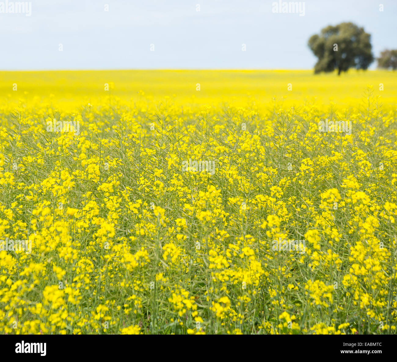 Field of yellow rapeseed plants for production of canola oil, NSW ...