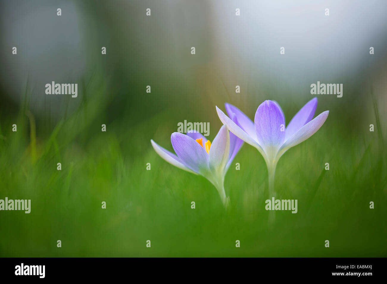 Crocus, Early crocus, Crocus tommasinianus, Purple subject Stock Photo ...
