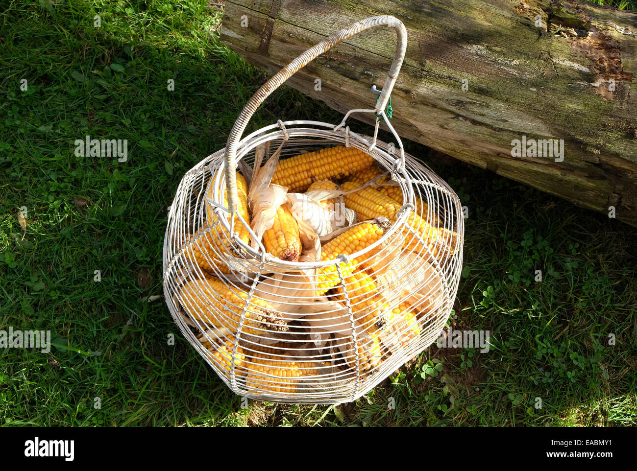 yellow sweet corn in metal basket Stock Photo - Alamy