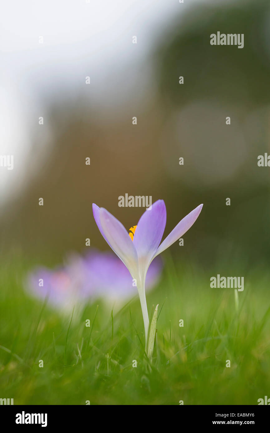 Crocus, Early crocus, Crocus tommasinianus, Purple subject Stock Photo ...