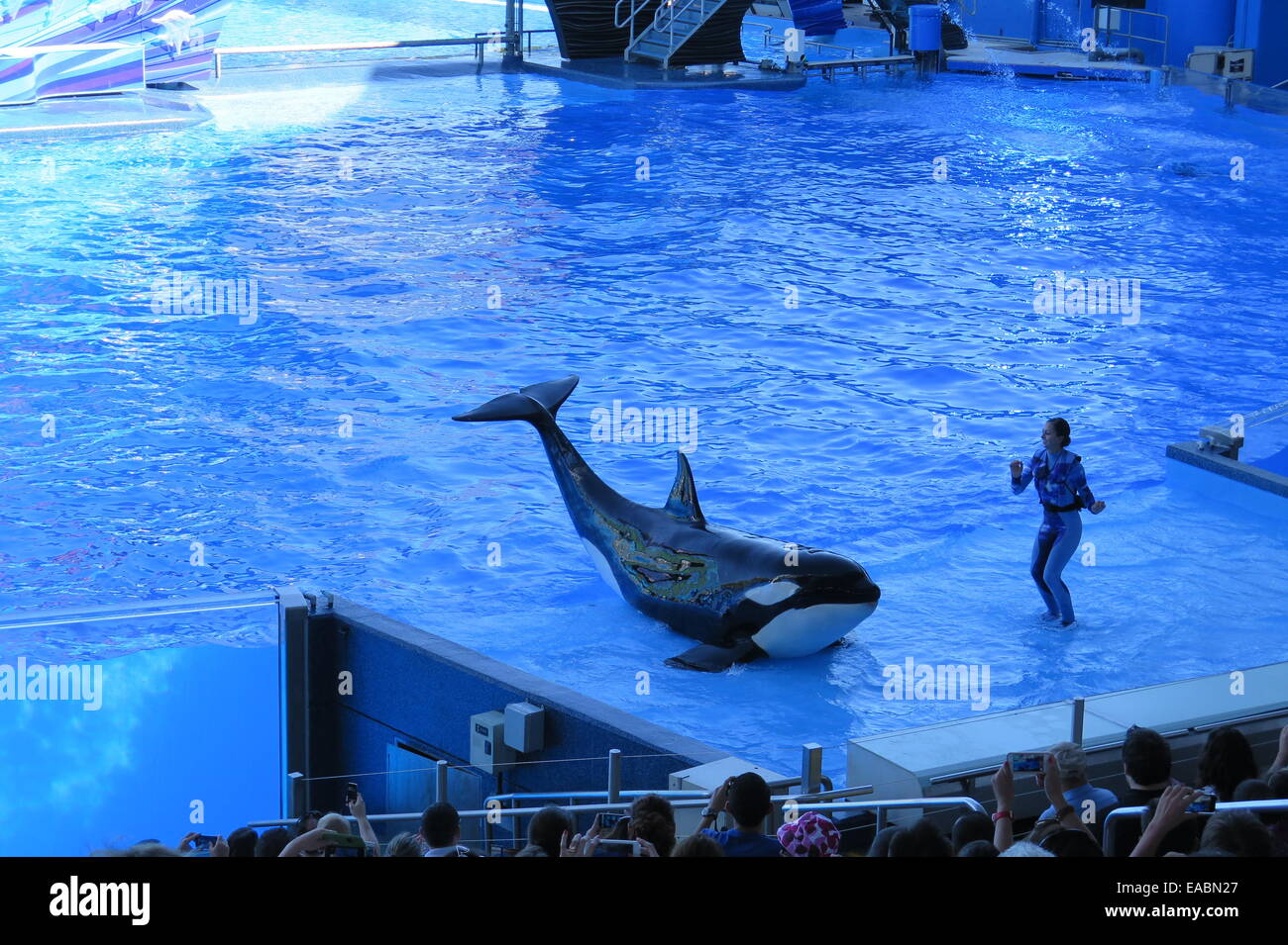 Seaworld orlando shamu hi-res stock photography and images - Alamy