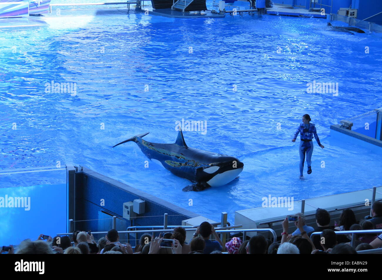 Orlando florida usa fish hi-res stock photography and images - Alamy