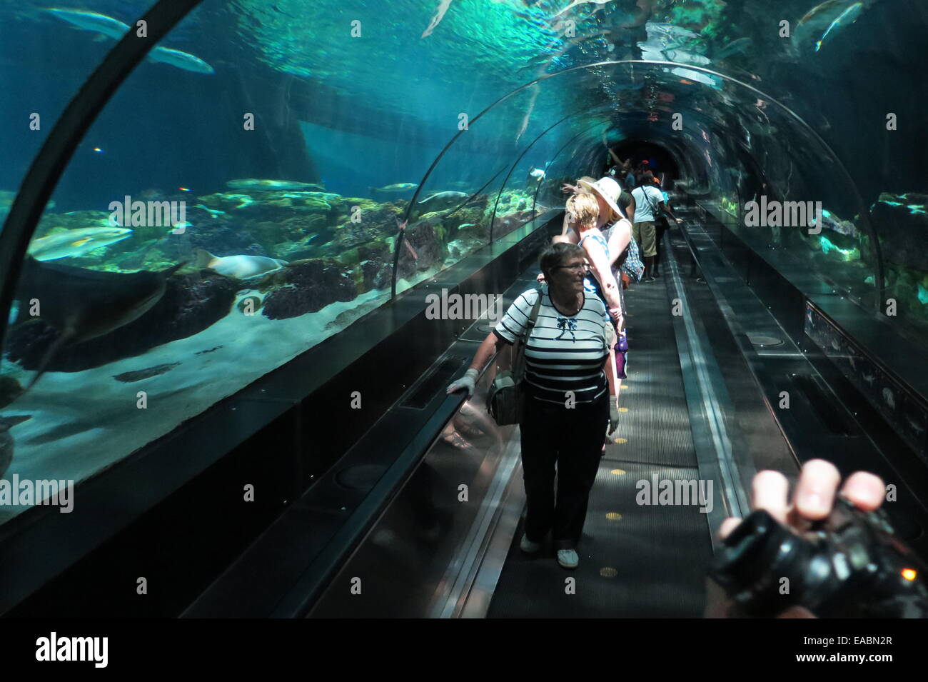 Orlando florida usa fish hi-res stock photography and images - Alamy