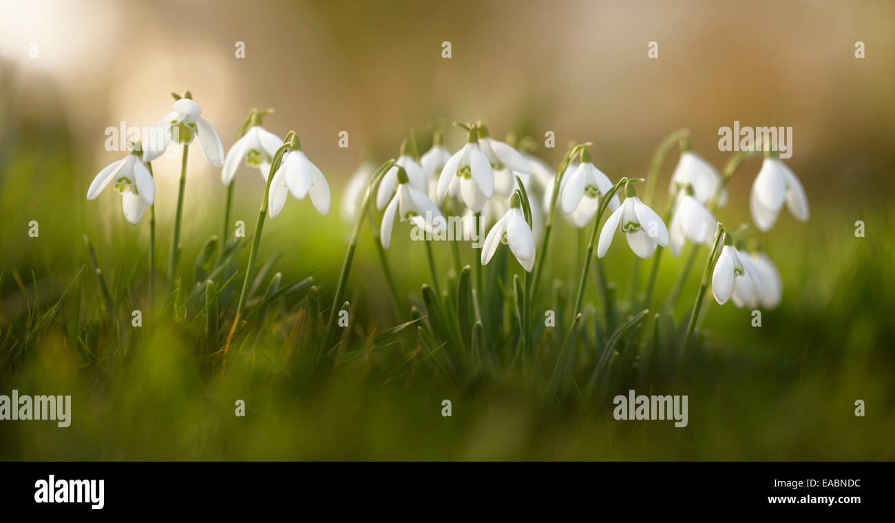 Snowdrop galanthus nivalis hi-res stock photography and images - Alamy