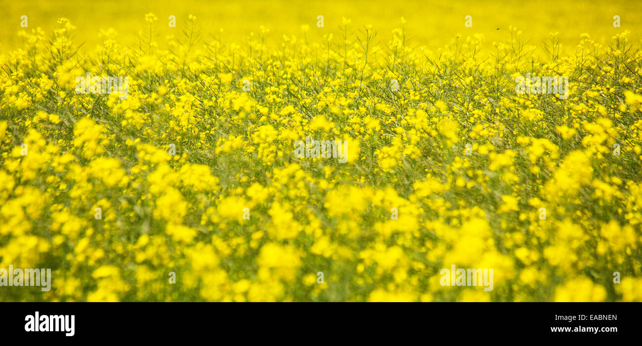 Field of yellow rapeseed plants for production of canola oil, NSW ...