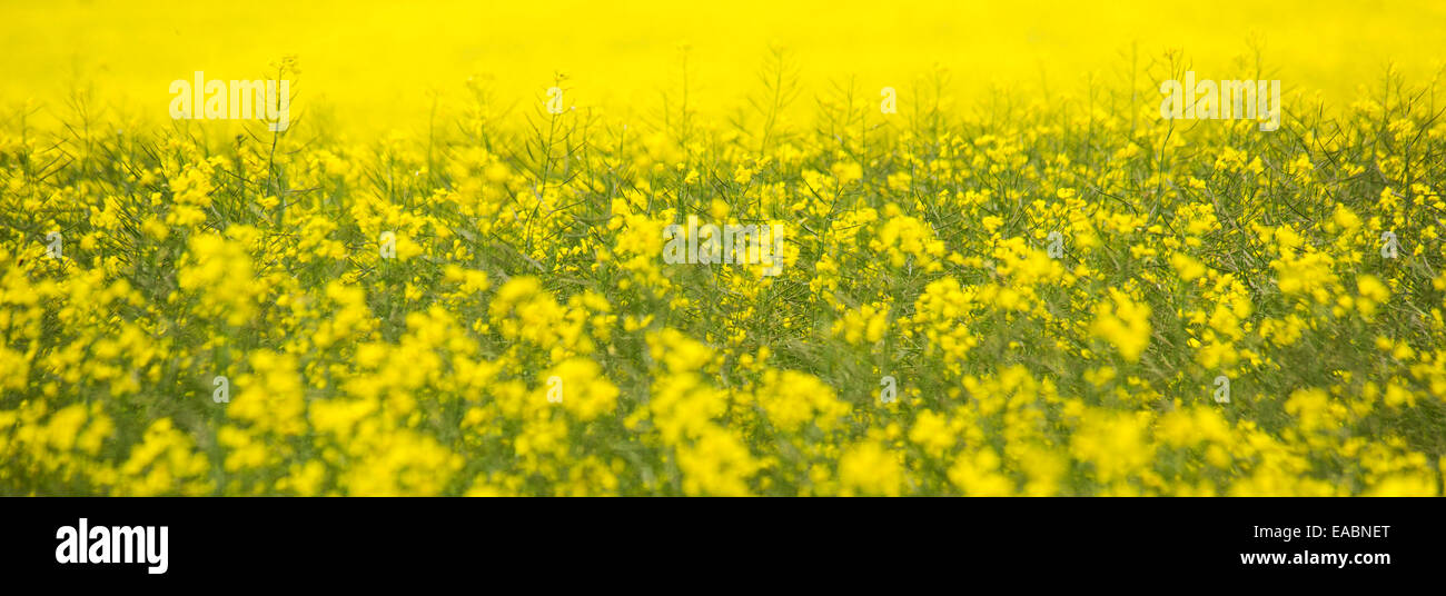 Field of yellow rapeseed plants for production of canola oil, NSW ...