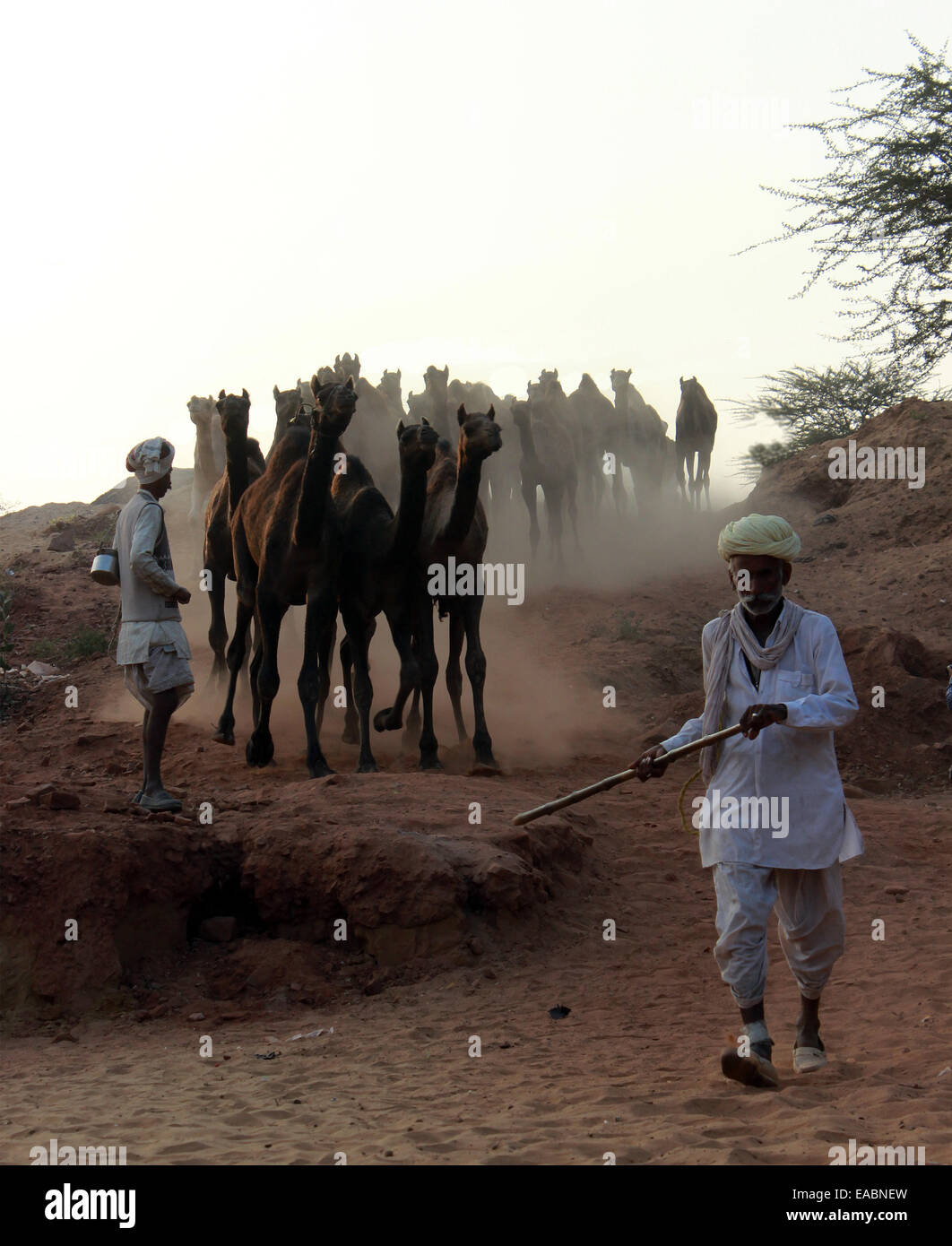Thar desert animals hi-res stock photography and images - Alamy