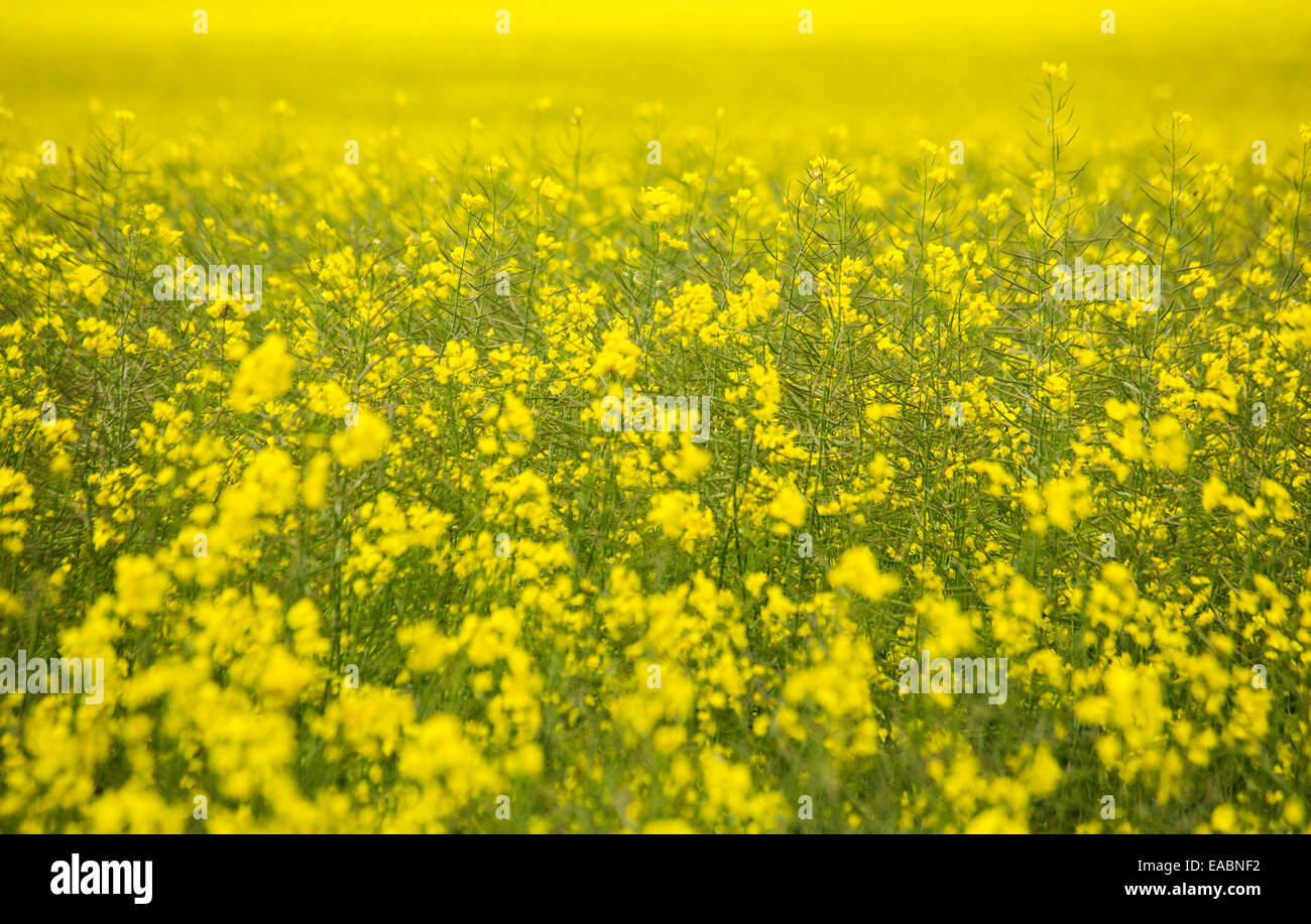 Field of yellow rapeseed plants for production of canola oil, NSW ...