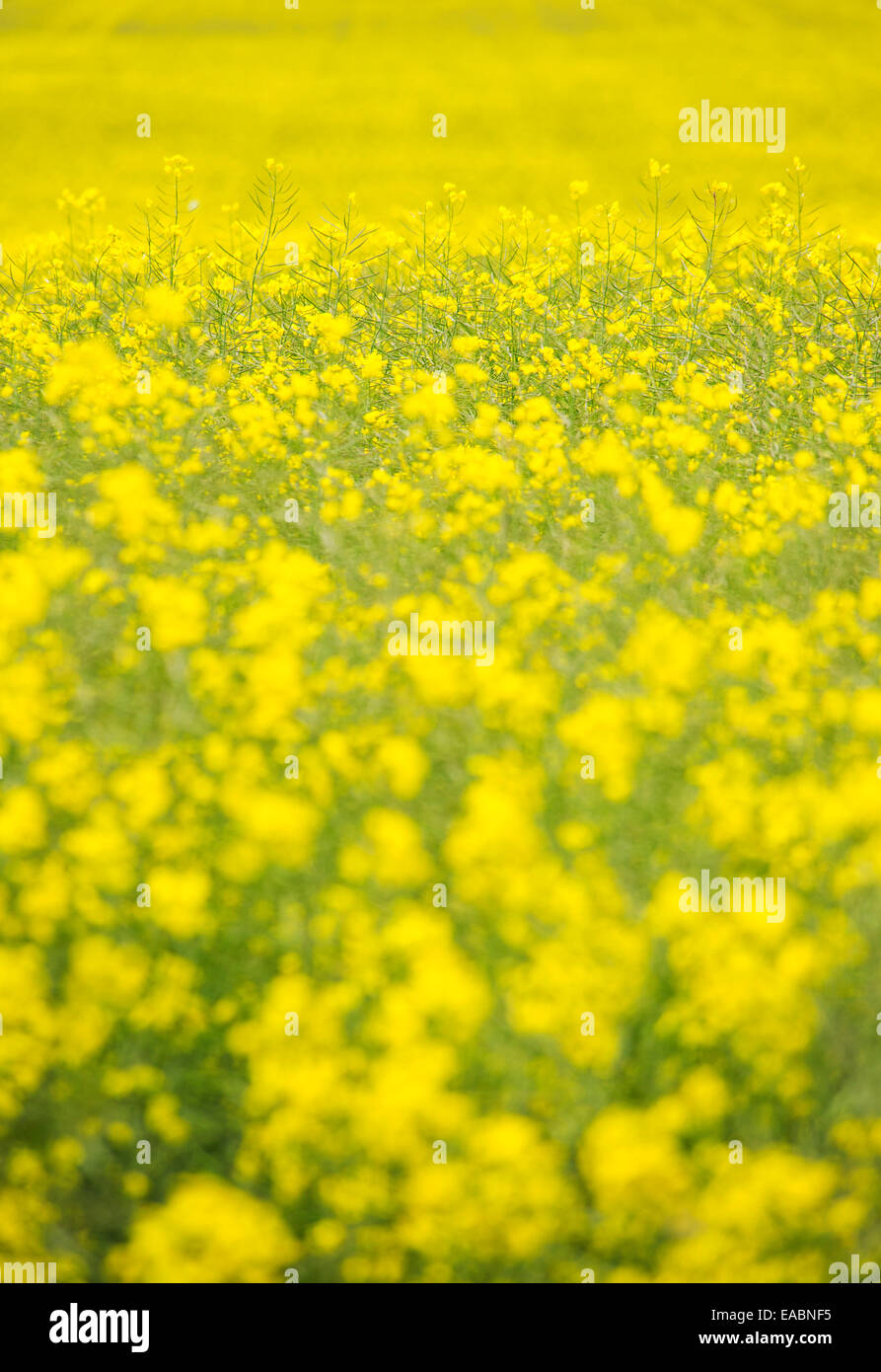 Field of yellow rapeseed plants (Brassica napus) for production of ...