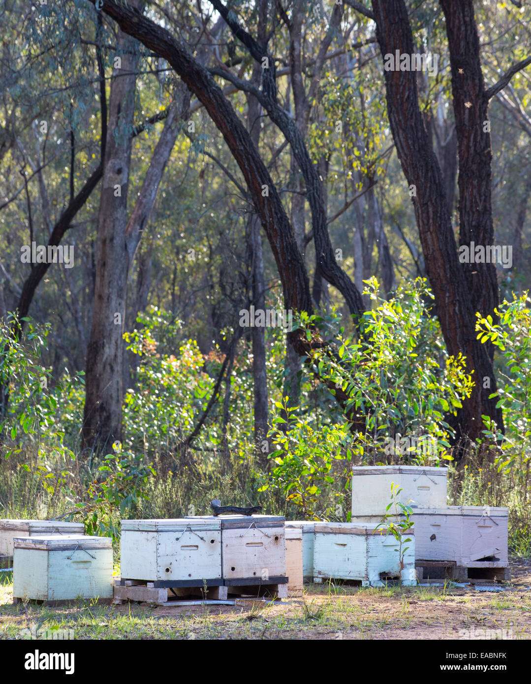 Beehive boxes in box-ironbark woodloand, Victoria, Australia Stock ...