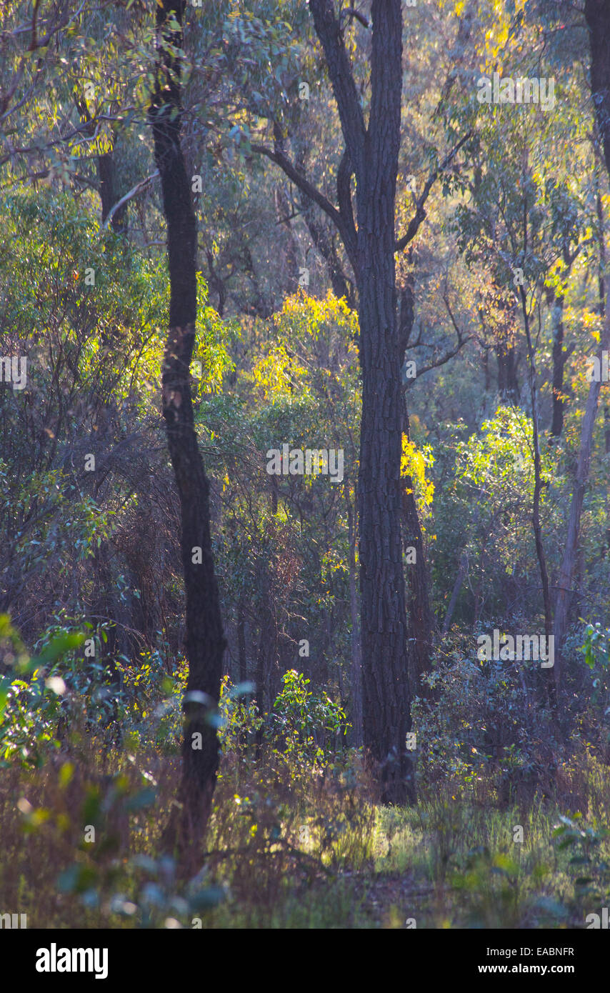 Box ironbark forest hi-res stock photography and images - Alamy