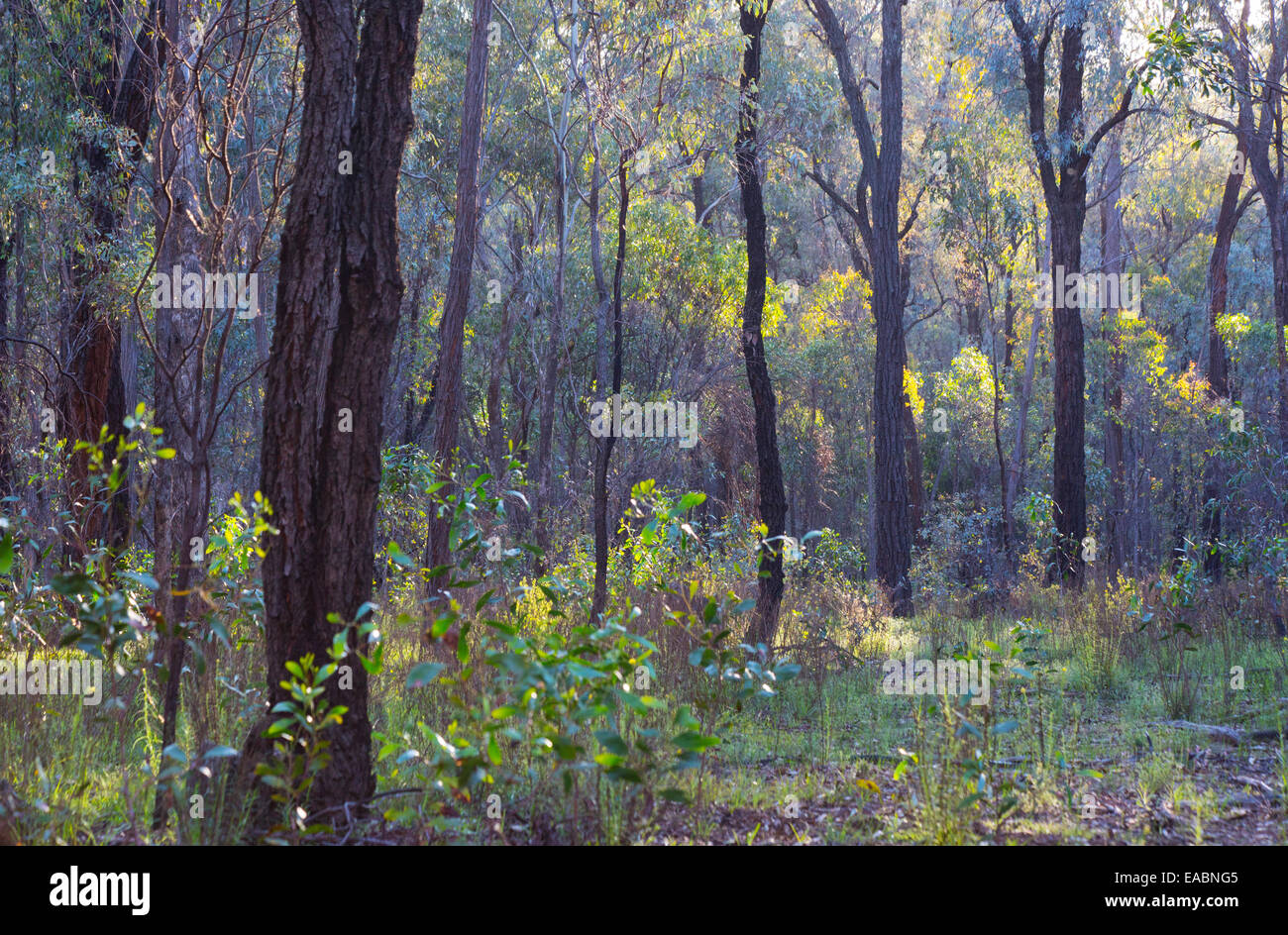 Box ironbark park hi-res stock photography and images - Alamy